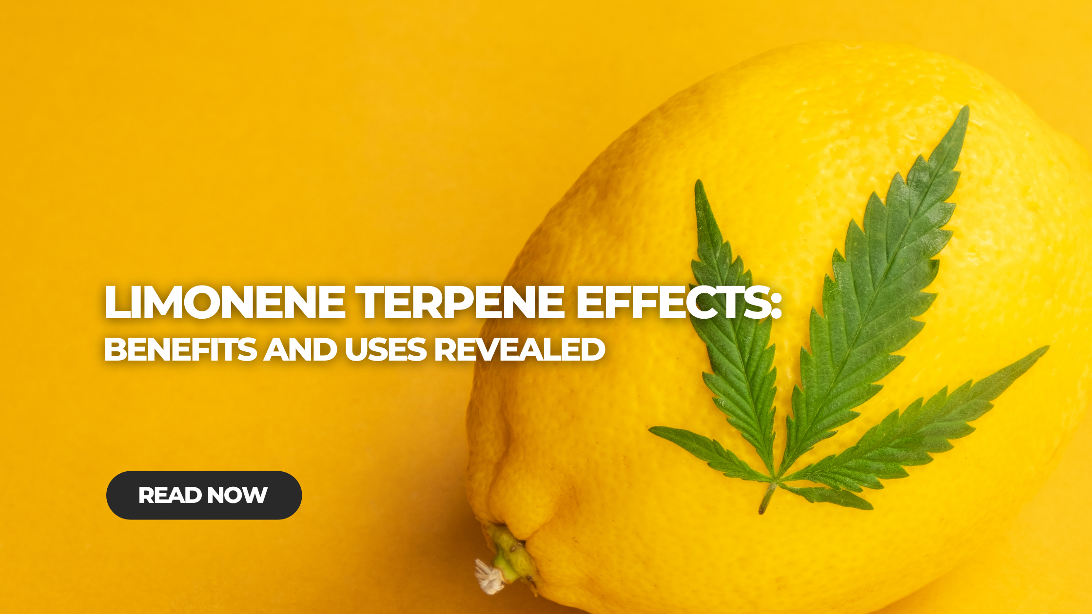 Limonene Terpene Effects: Benefits and Uses Revealed