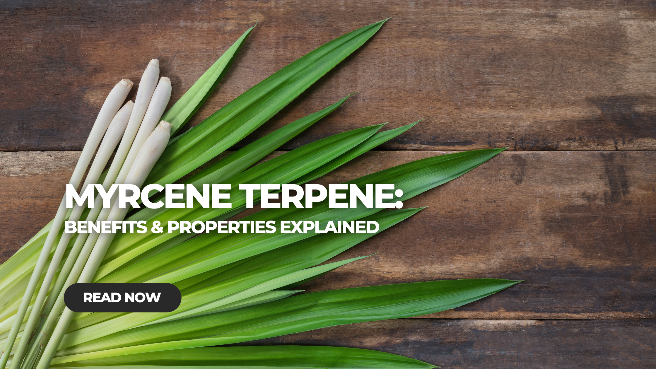 Myrcene Terpene: Benefits and Properties Explained