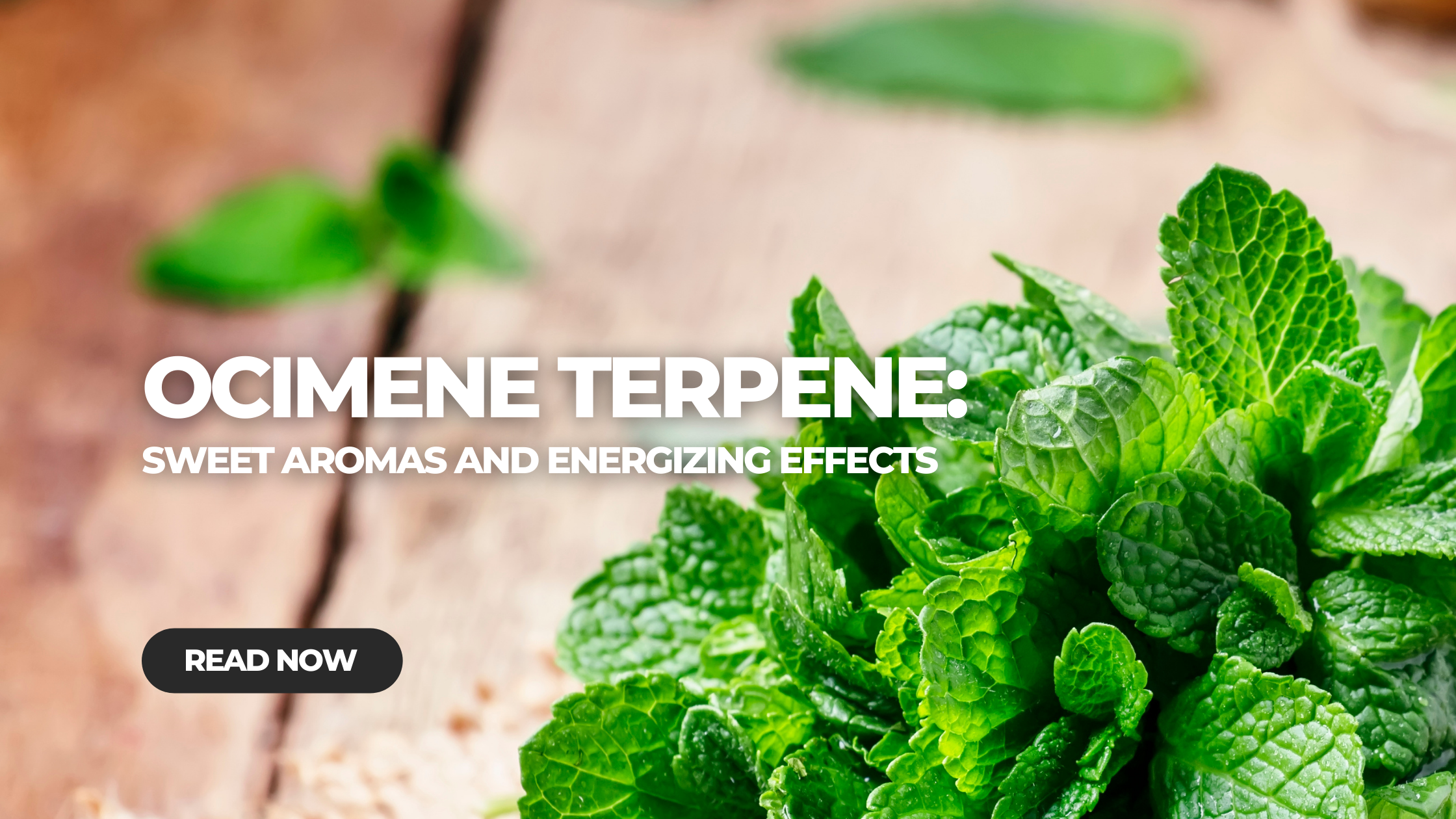 Ocimene Terpene Effect: Sweet Aromas and Energizing Effects
