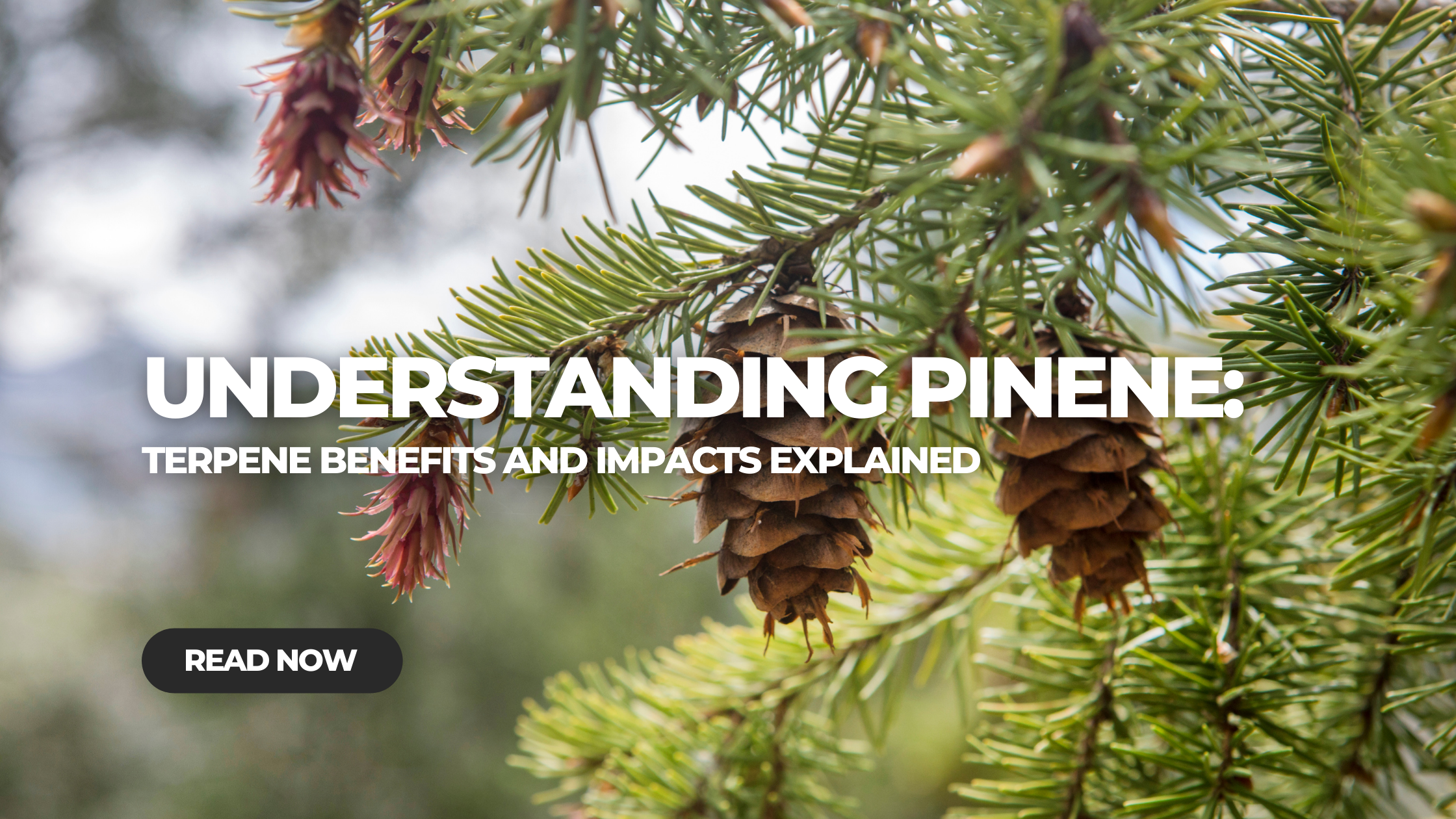 Pinene Terpene Effects: Benefits and Impacts Explained