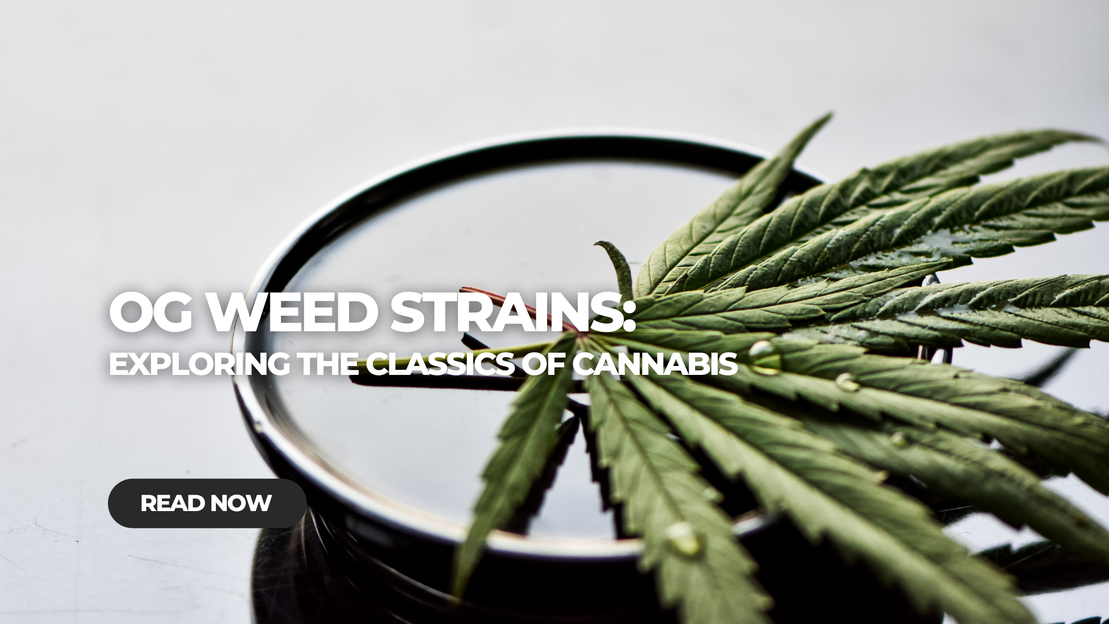 What Are the Original Weed Strains?