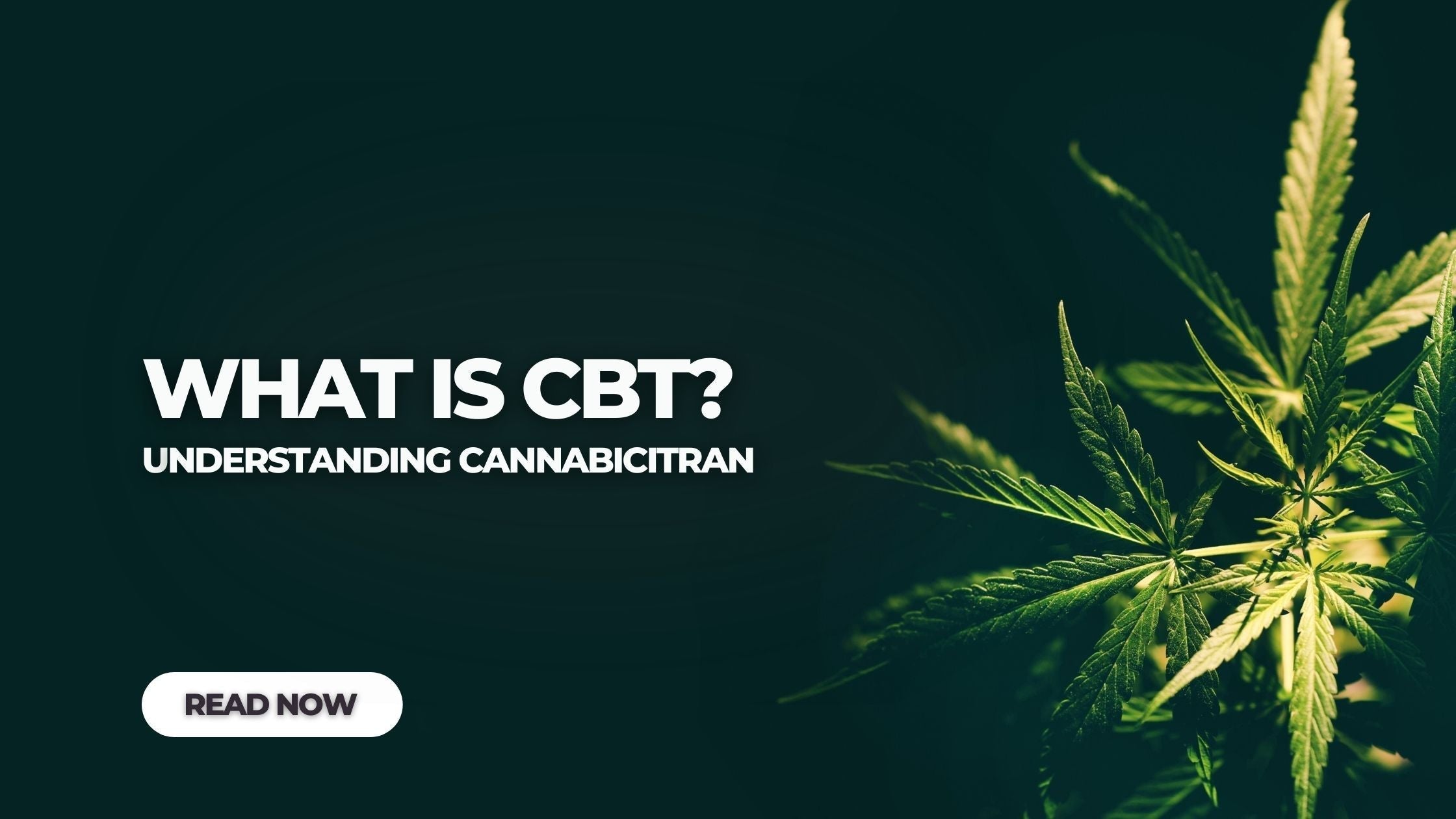 What is CBT? Understanding This Rare Cannabinoid