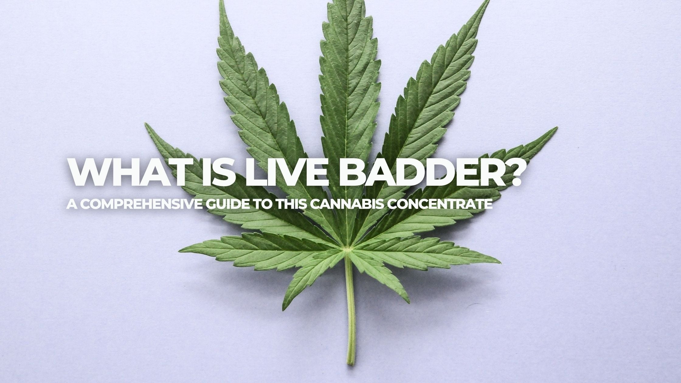 What Is Live Badder? Flavor, Potency, and Why It’s a Must-Try