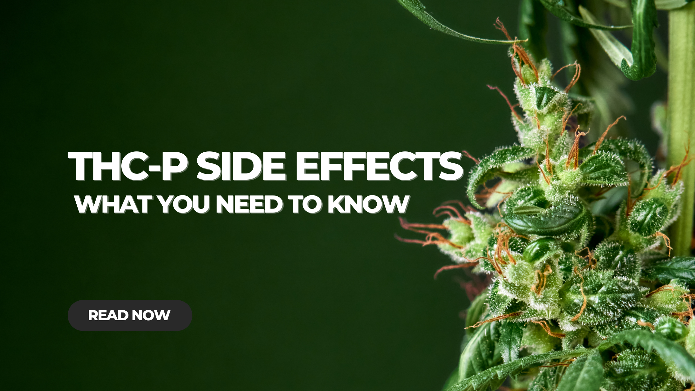 THC-P Side Effects: What You Need to Know